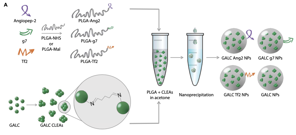 Nanotechnologies for point-of-care diagnostics and nanomedicine – BIO@NANO